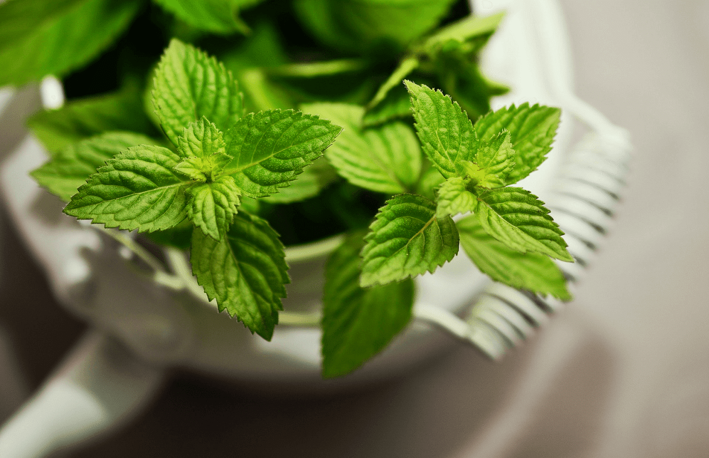 Health Benefits of Peppermint - Top 10 - Beauty Body & Health